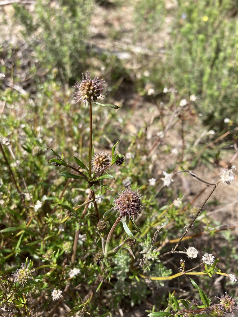 rough stinkweed from Anstey Hill Recreation Park, Tea Tree Gully, SA ...