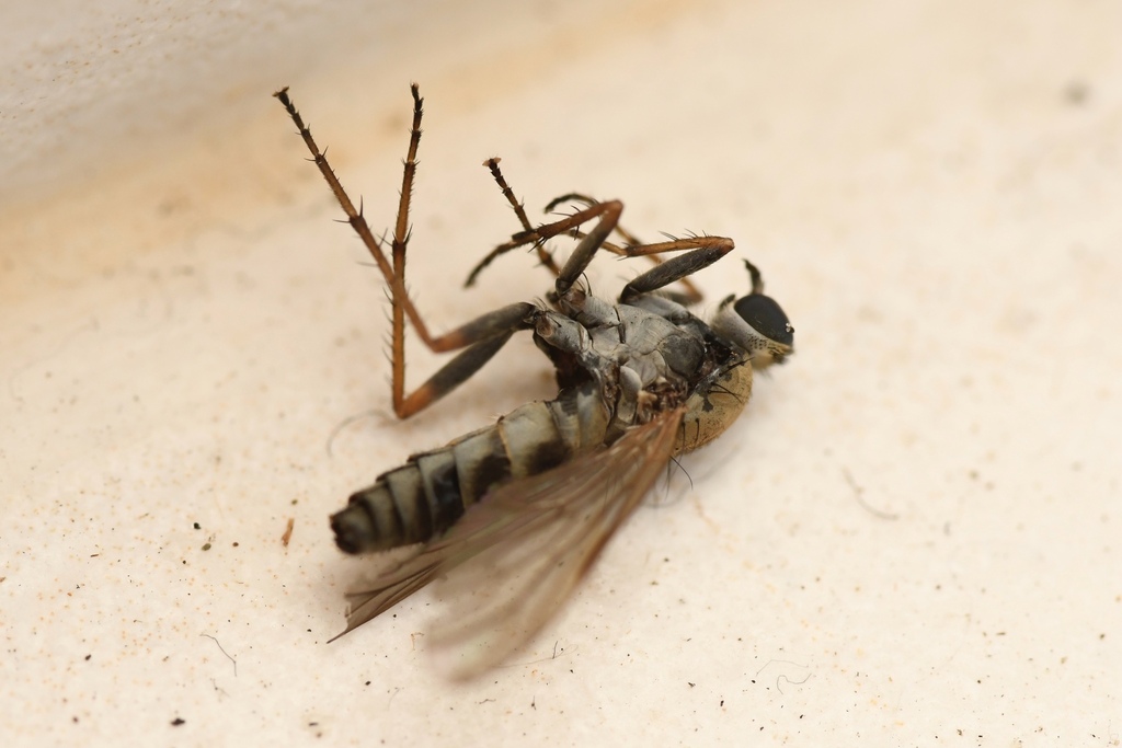 Robber Flies in August 2023 by wedgie_the_eagle · iNaturalist