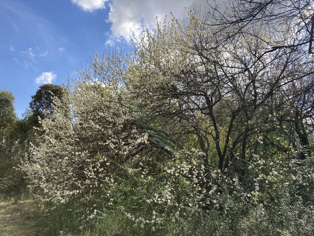 Callery pear from Sydney NSW, Australia on August 26, 2023 at 01:05 PM ...