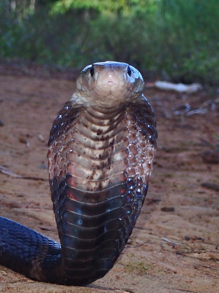 Equatorial Spitting Cobra from #3 Palawan, Philippines on August 24 ...