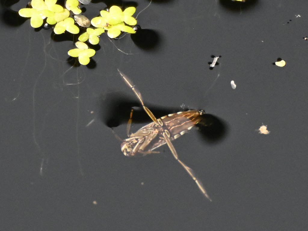 Milky Backswimmers from Meiderich/Beeck, Duisburg, Germany on August 24 ...