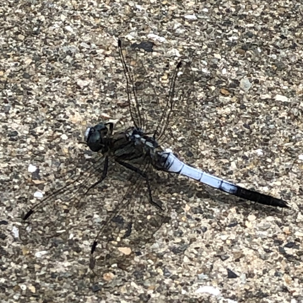 White-tailed Skimmer in August 2023 by awawaw · iNaturalist