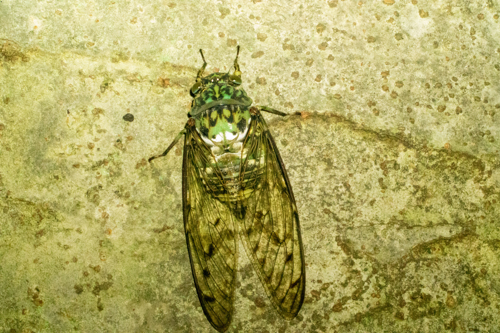 Robust Cicada from 日本、東京都多摩市聖ヶ丘 on August 25, 2023 at 11:40 PM by ...