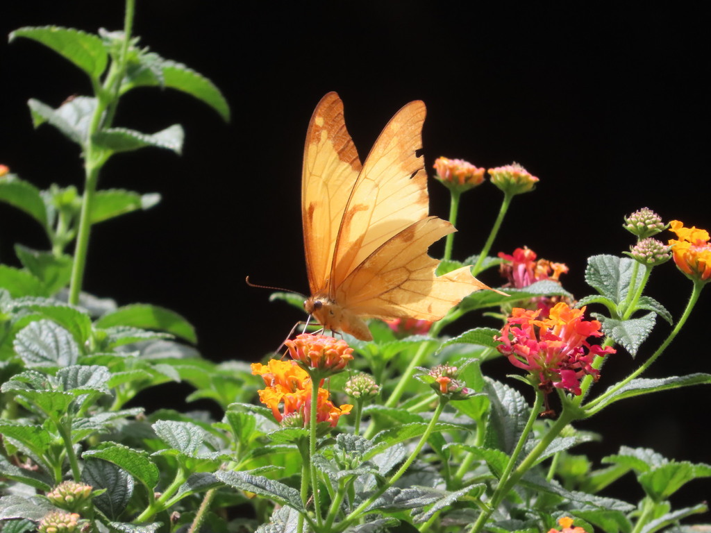 Noble Swallowtail from Kieni East, Kenya on August 16, 2023 at 04:18 AM ...