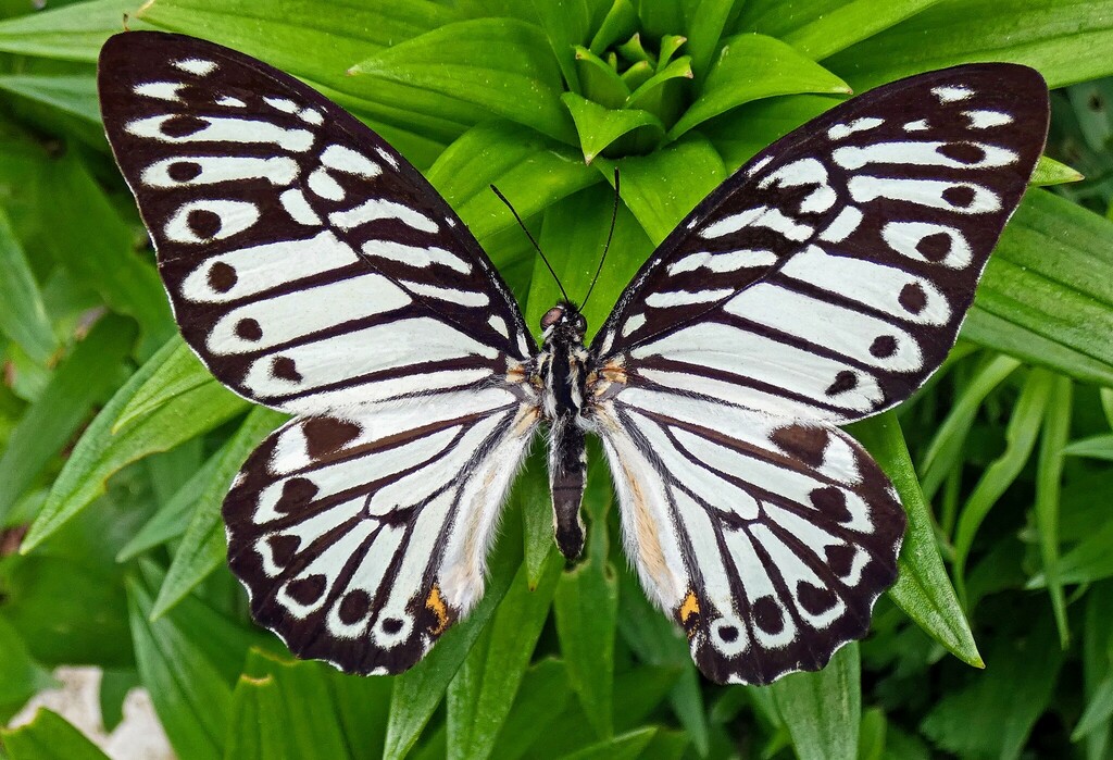 Malayan Zebra from Magara, Roxas, Palawan, Philippines on May 21, 2023 ...