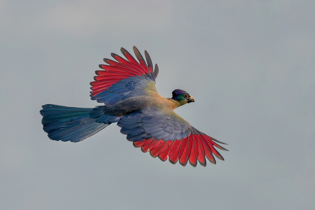 Turacos (Musophagiformes) - Avian Discovery