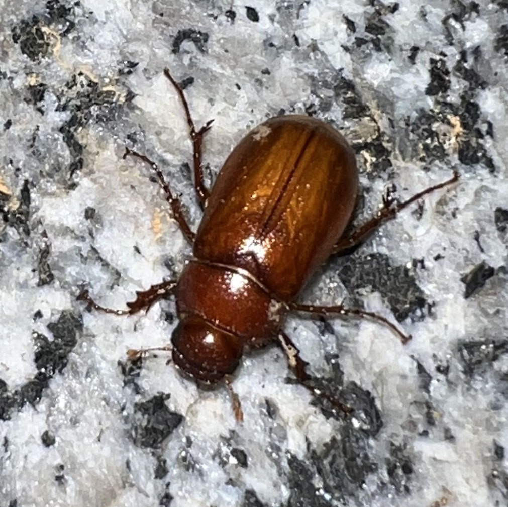 Heptophylla picea in June 2023 by Paul B. · iNaturalist