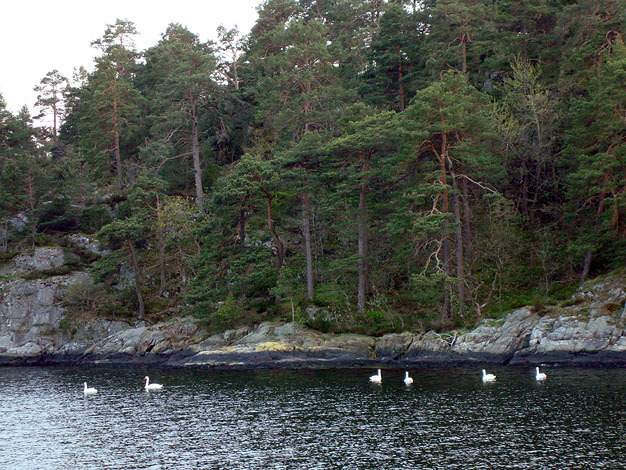 Mute Swan from Арендал, Норвегия on May 12, 2008 at 04:13 AM by Георгий ...