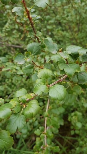 Photo 313938775, (c) Urgamal Magsar, some rights reserved (CC BY ...