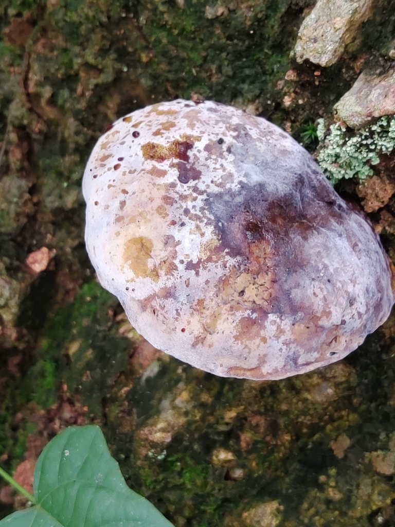 Black Velvet Bolete from 瑞金市, 赣州市, 江西省, CN on August 26, 2023 at 03:43 ...
