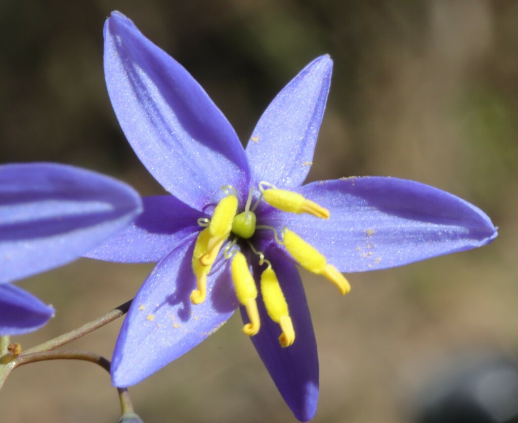 nodding blue lily from Obley NSW 2868, Australia on August 25, 2023 at ...