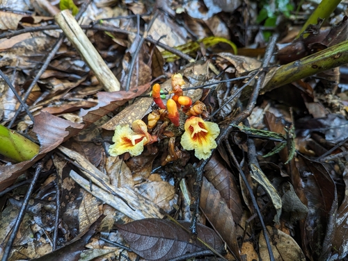 Meistera vespertilio · iNaturalist