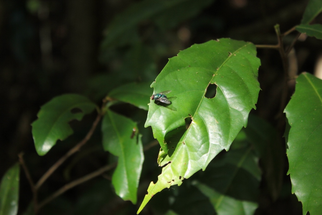 Claoxylon australe from Currumbin Valley QLD 4223, Australia on August ...
