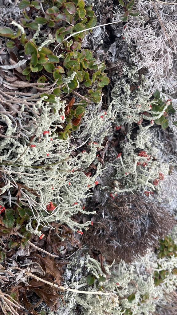 Pixie Cup Lichens from Greenland, Восточная Гренландия, GL on August 20 ...