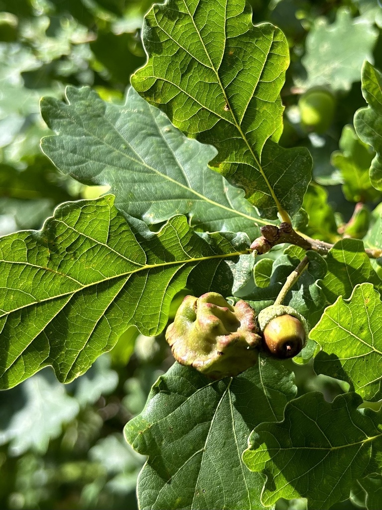 Knopper Gall Wasp from Marsham Road, Stockport, England, GB on August ...