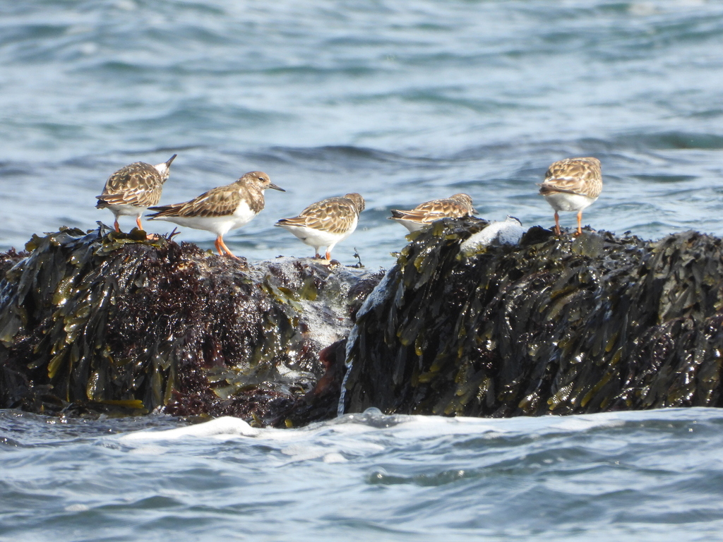 Ruddy Turnstone from Falmouth, UK on April 7, 2023 at 02:47 PM by ...