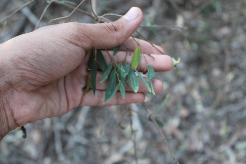 Bootlace Plant from Dawn Road on August 26, 2023 at 05:25 PM by aidan-a ...