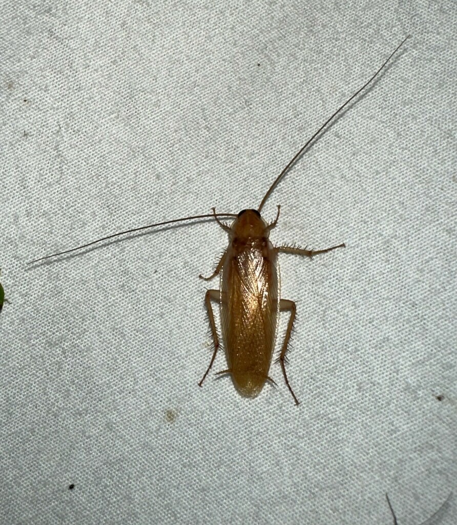 North American Wood Cockroaches from Along Ijams Branch, off of Co. Rd ...