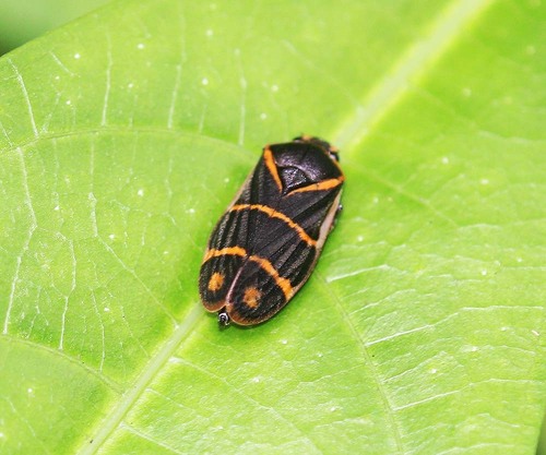 Phymatostetha selangorina · iNaturalist