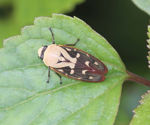 Phymatostetha rufolimbata · iNaturalist