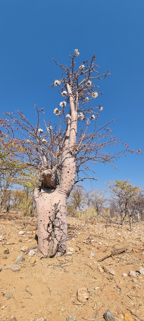 bottle tree from Kunene Region, Namibia on August 8, 2023 at 10:30 AM ...