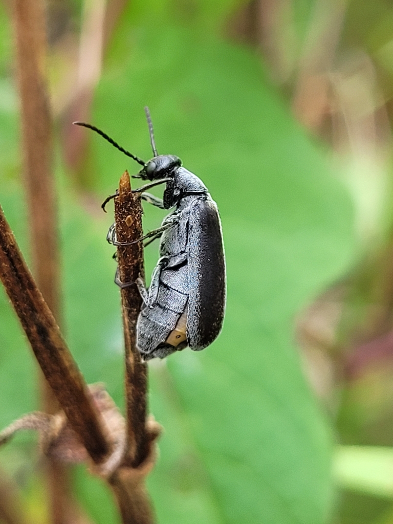 Burning Blister Beetles from Chestertown, MD 21620, USA on August 25 ...