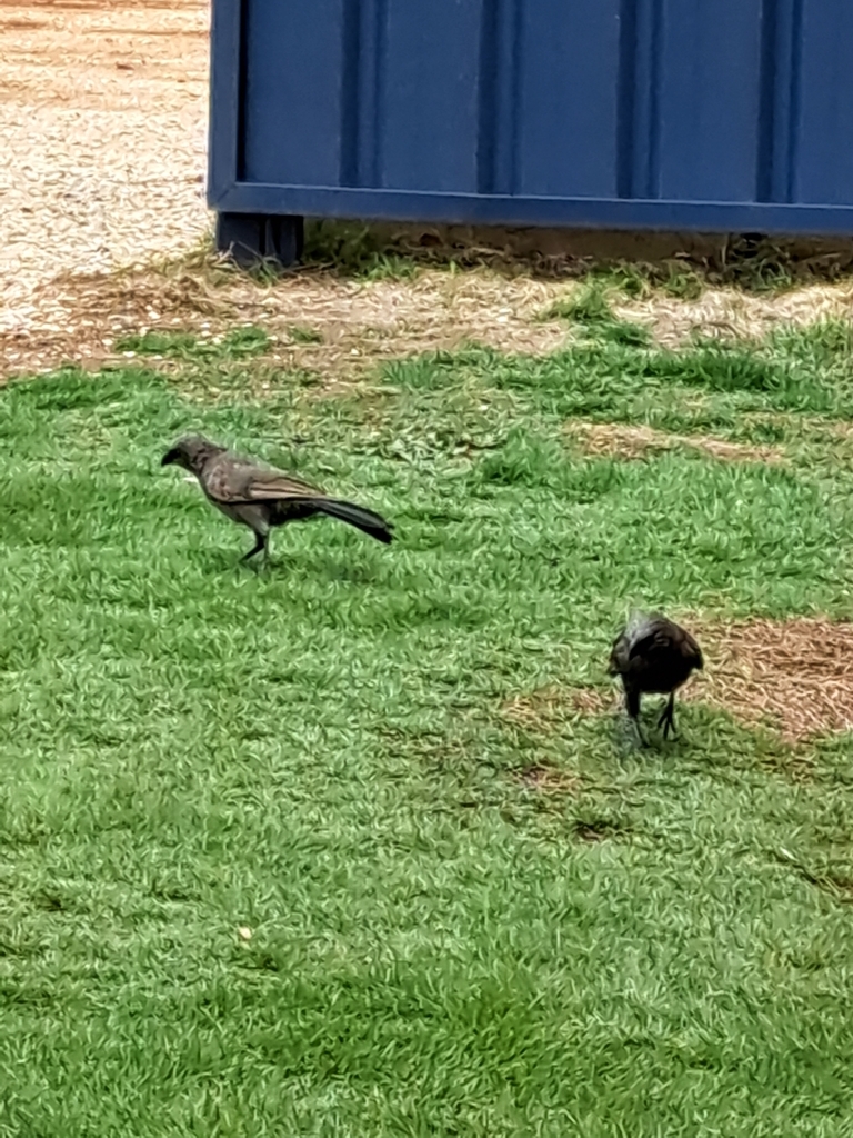 Apostlebird from Birdum NT 0852, Australia on November 29, 2022 at 01: ...