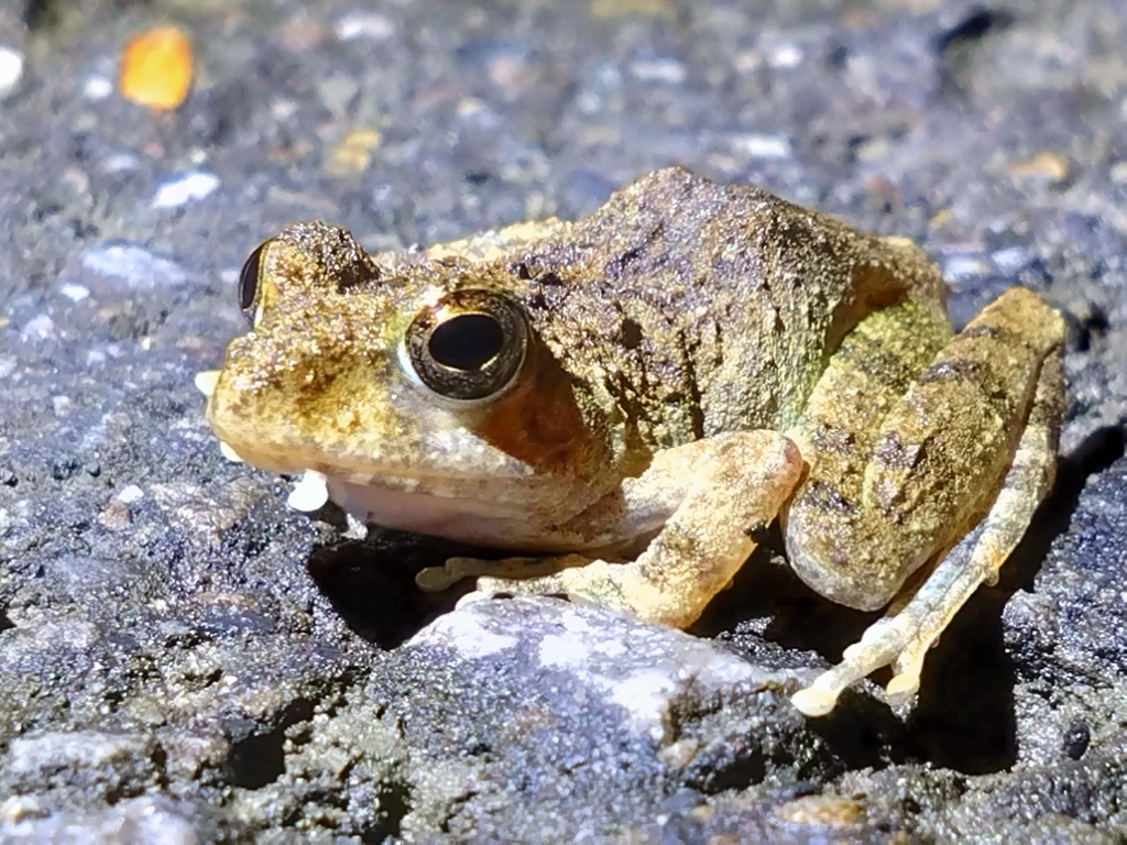 Yaeyama Kajika Frog from 台灣新竹縣 on August 19, 2023 at 07:24 PM by Benny ...