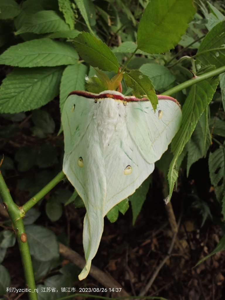 Chinese Moon Moth from Zhenjiang, CN-JS, CN on August 26, 2023 at 02:37 ...