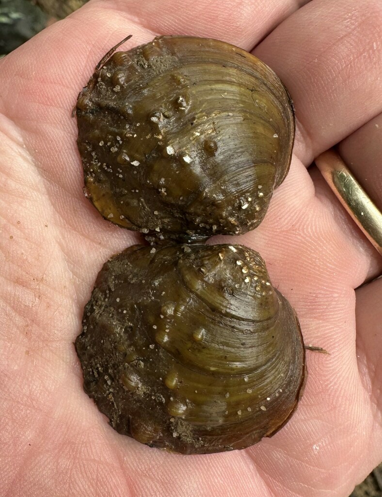 Purple Wartyback from Paint Rock River, Butler Mill, Madison County, AL ...