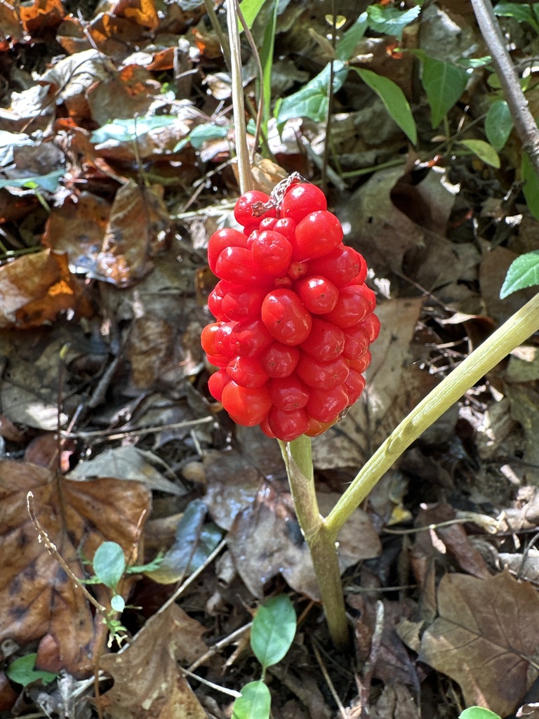 Jack-in-the-pulpit tribe from General Puller Hwy, Saluda, VA, US on ...
