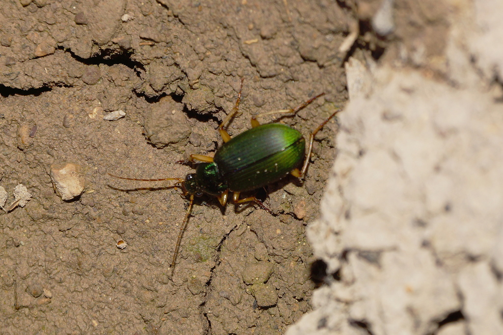 Green Pubescent Ground Beetle from Gral Cepeda, Coah., México on June ...