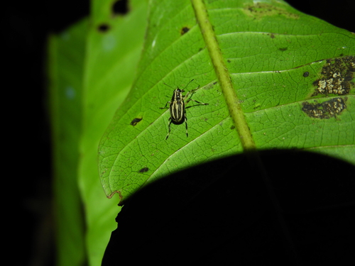 Litocerus divergens · iNaturalist United Kingdom