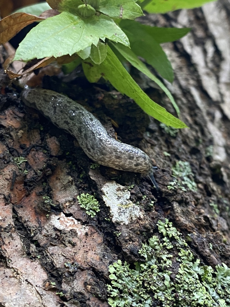 Changeable Mantleslug from Boonton Ave, Boonton, NJ, US on August 26 ...