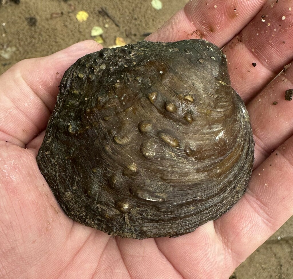 Purple Wartyback from Paint Rock River, Butler Mill, Madison County, AL ...