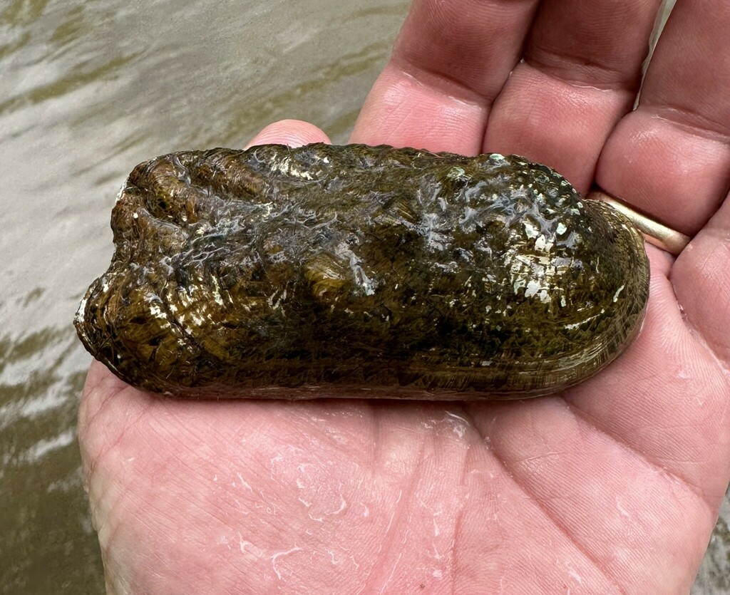 rabbitsfoot in June 2023 by Jeff Garner · iNaturalist