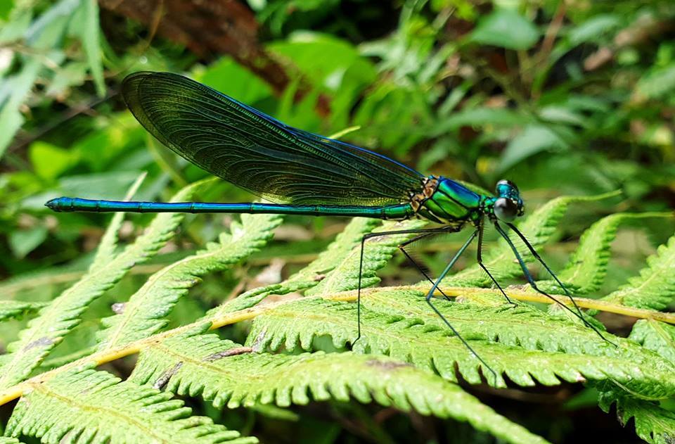 Neurobasis subpicta Hämäläinen, 1990
