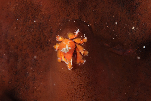 Southern Teardrop Crab (Pelia rotunda) · iNaturalist