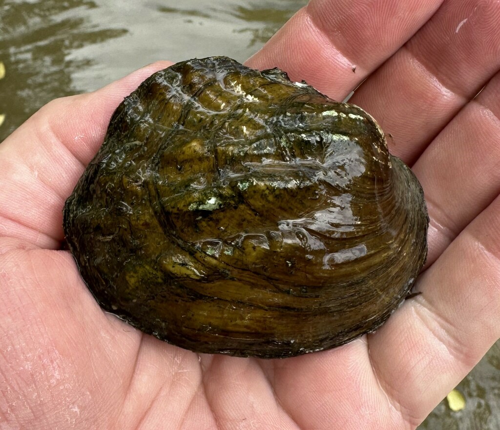 Three-ridge Mussel from Paint Rock River, Butler Mill, Madison County ...