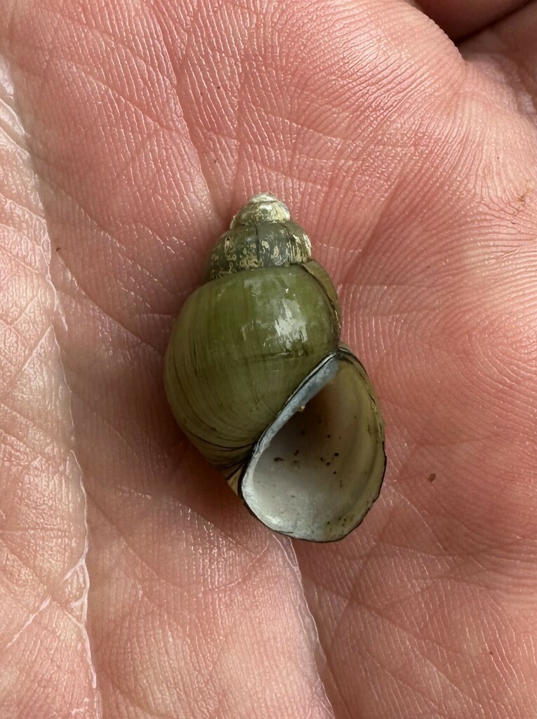 Pointed Campeloma from Paint Rock River, Butler Mill, Madison County ...