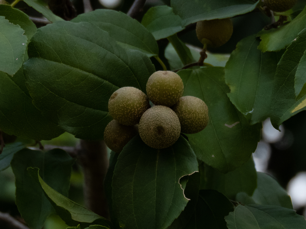 Sarcomphalus joazeiro from Junco do Seridó - PB, Brasil on April 16 ...