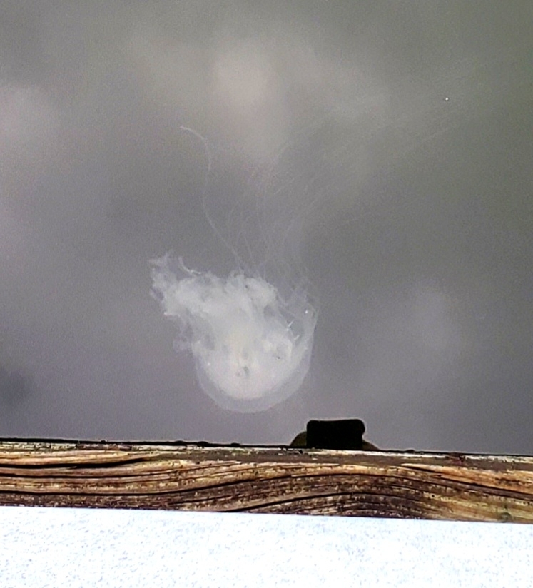 Bay Nettle from Ocean City on August 26, 2023 at 09:44 AM by bombcollar ...