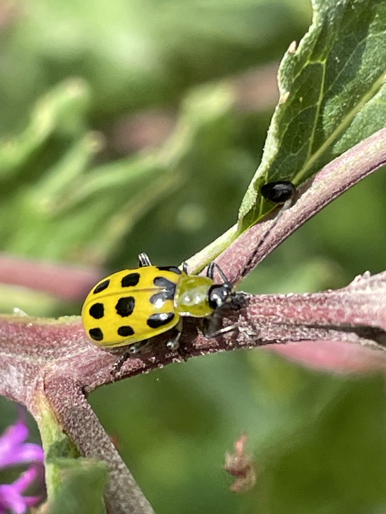 Spotted Cucumber Beetle from E Orange Rd, Lewis Center, OH, US on ...
