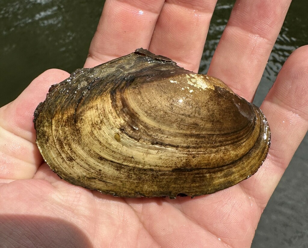 Fragile Papershell from Paint Rock River, Butler Mill, Madison County ...