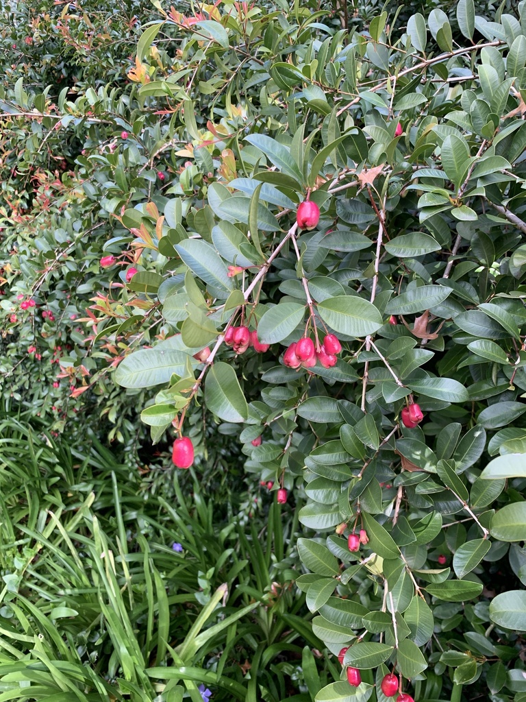 scrub cherry from Bergrivier Rural, Velddrif, WC, ZA on August 26, 2023 ...