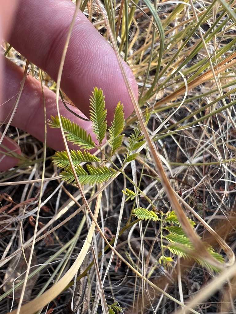 Prairie Bundleflower from Fish Hatchery Rd, Lewisville, TX, US on ...