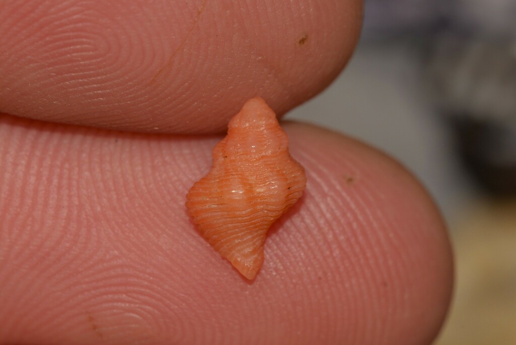 Mipus arbutum from Woolgoolga NSW 2456, Australia on August 25, 2023 at ...