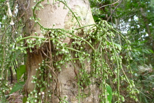 Ryparosa javanica · iNaturalist