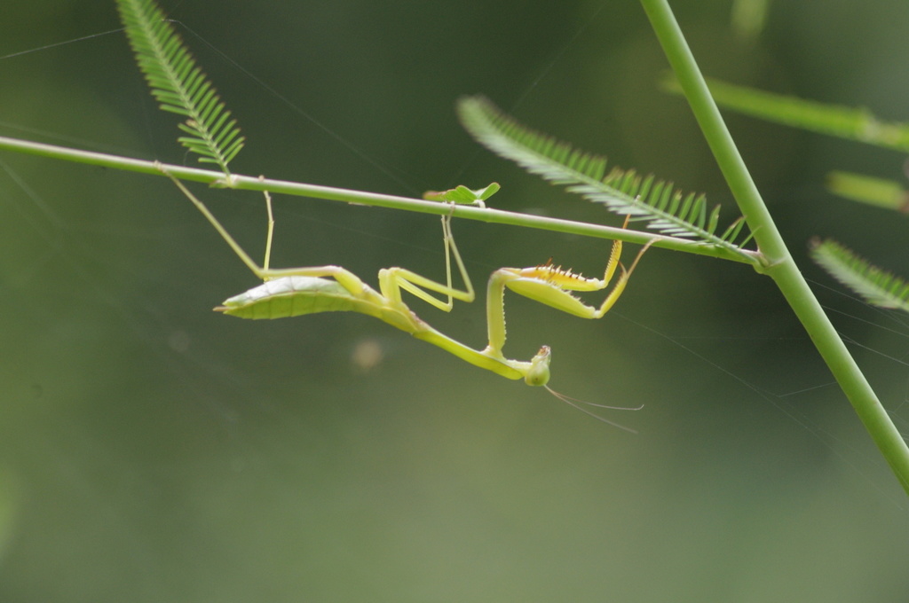 Giant Asian Mantises from Kerema, Papua New Guinea on January 31, 2012 ...