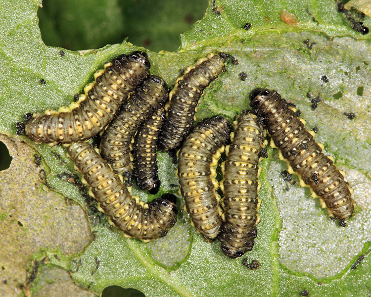 Dock Hyper Weevil from Middlebury, VT 05753, USA on May 23, 2012 at 04: ...